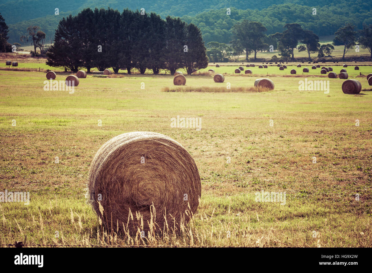 Round hay bale in a field closeup with more hay bales and trees in the ...