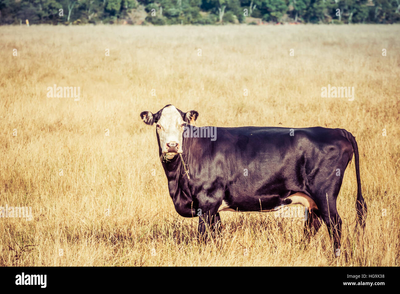 Black cow with white head and glossy skin looking straight into the ...