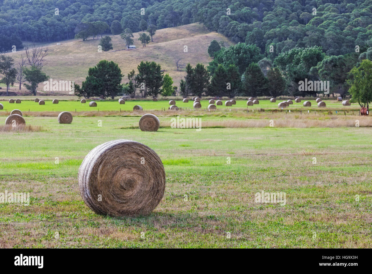 Round hay bail hi-res stock photography and images - Alamy
