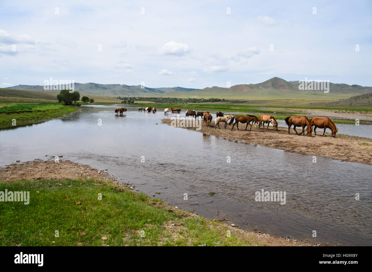 Mongol horses crossing the Delgermurun river Stock Photo - Alamy