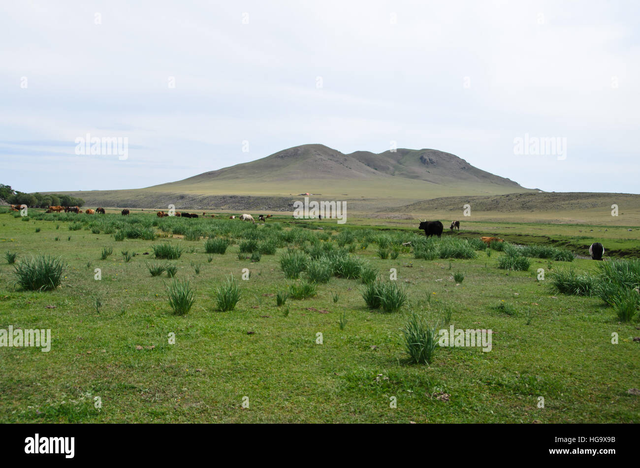 The landscape of Mongolian countryside Stock Photo - Alamy