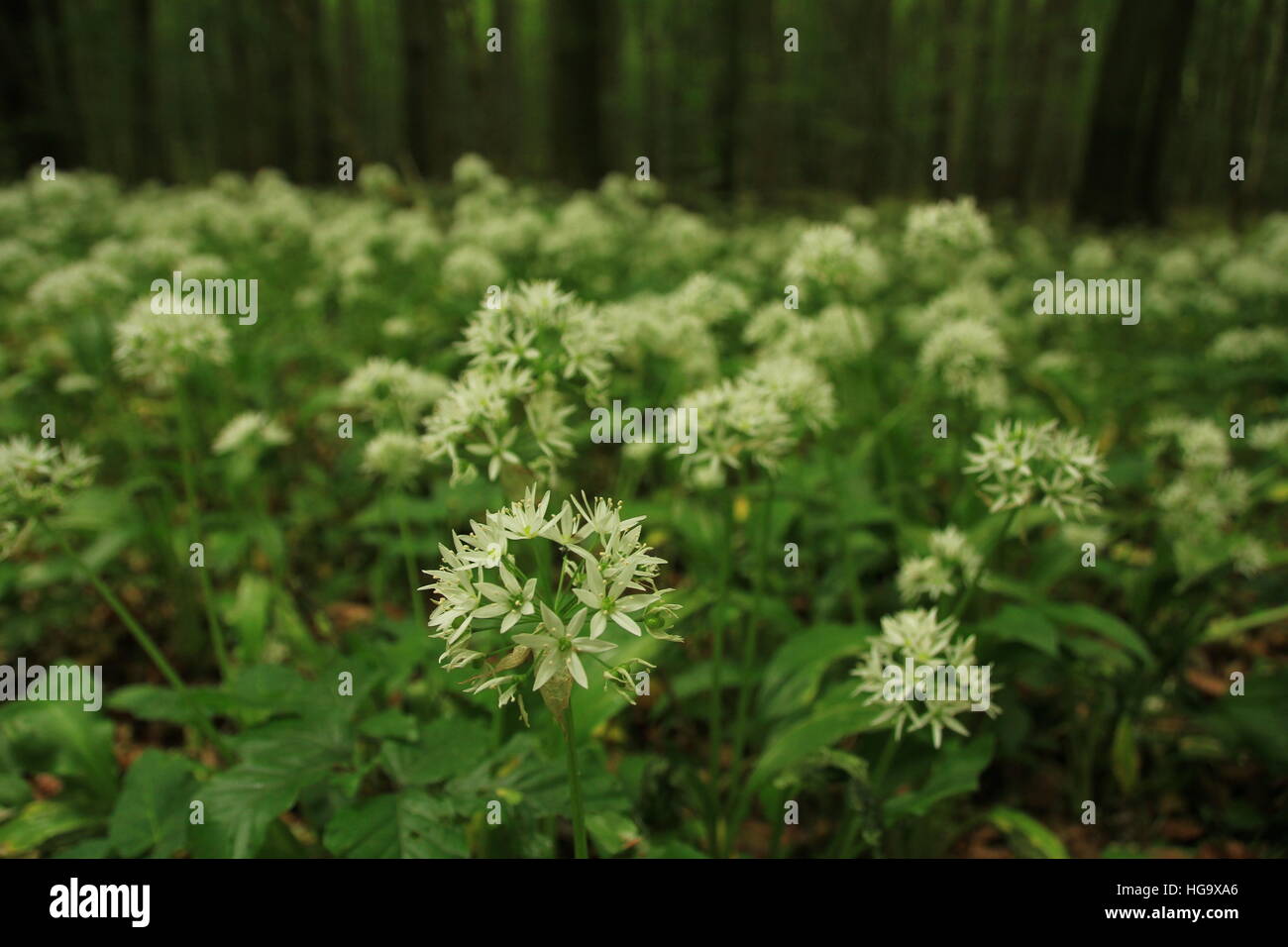 Germany National Flower Stock Photos & Germany National Flower Stock ...