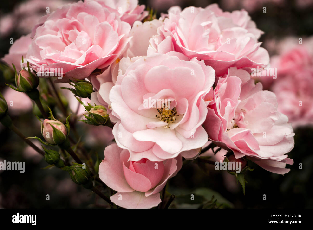 Roses thorns hi-res stock photography and images - Alamy