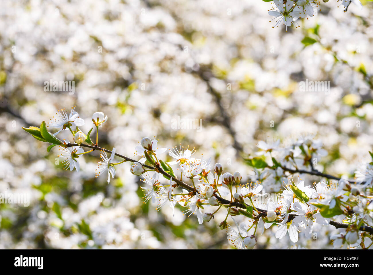 Sakura blosso hi-res stock photography and images - Alamy