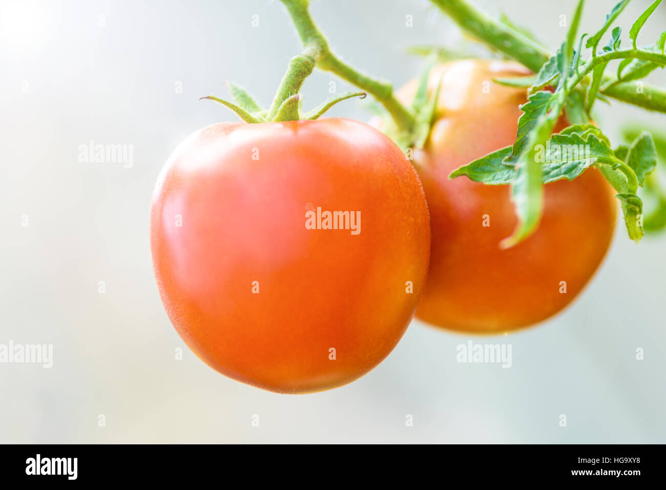 Tomatoes in glasshouse hi-res stock photography and images - Alamy