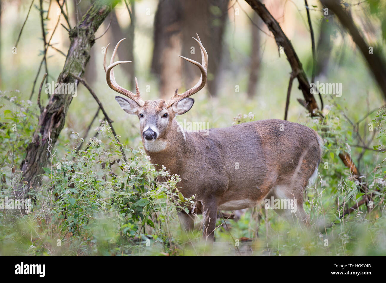A large whitetail buck stands in a forest showing off his large antlers ...
