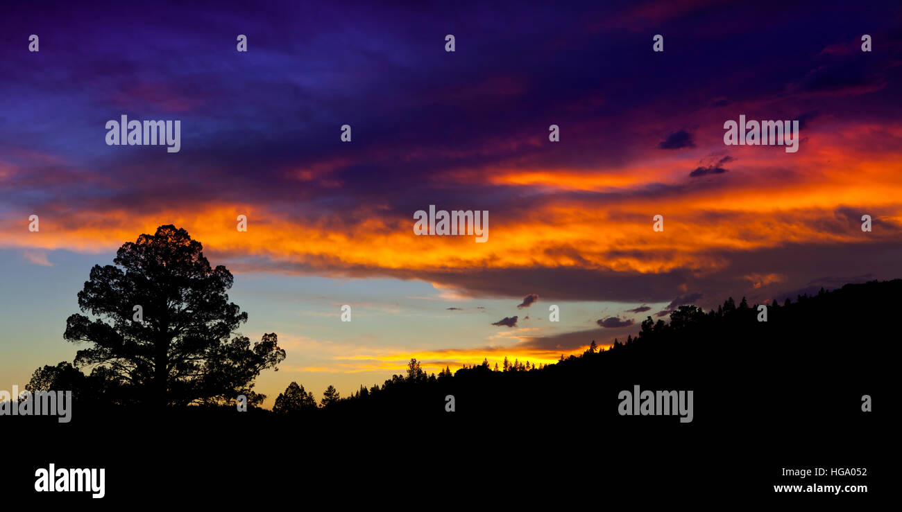 Northern california trees hi-res stock photography and images - Alamy