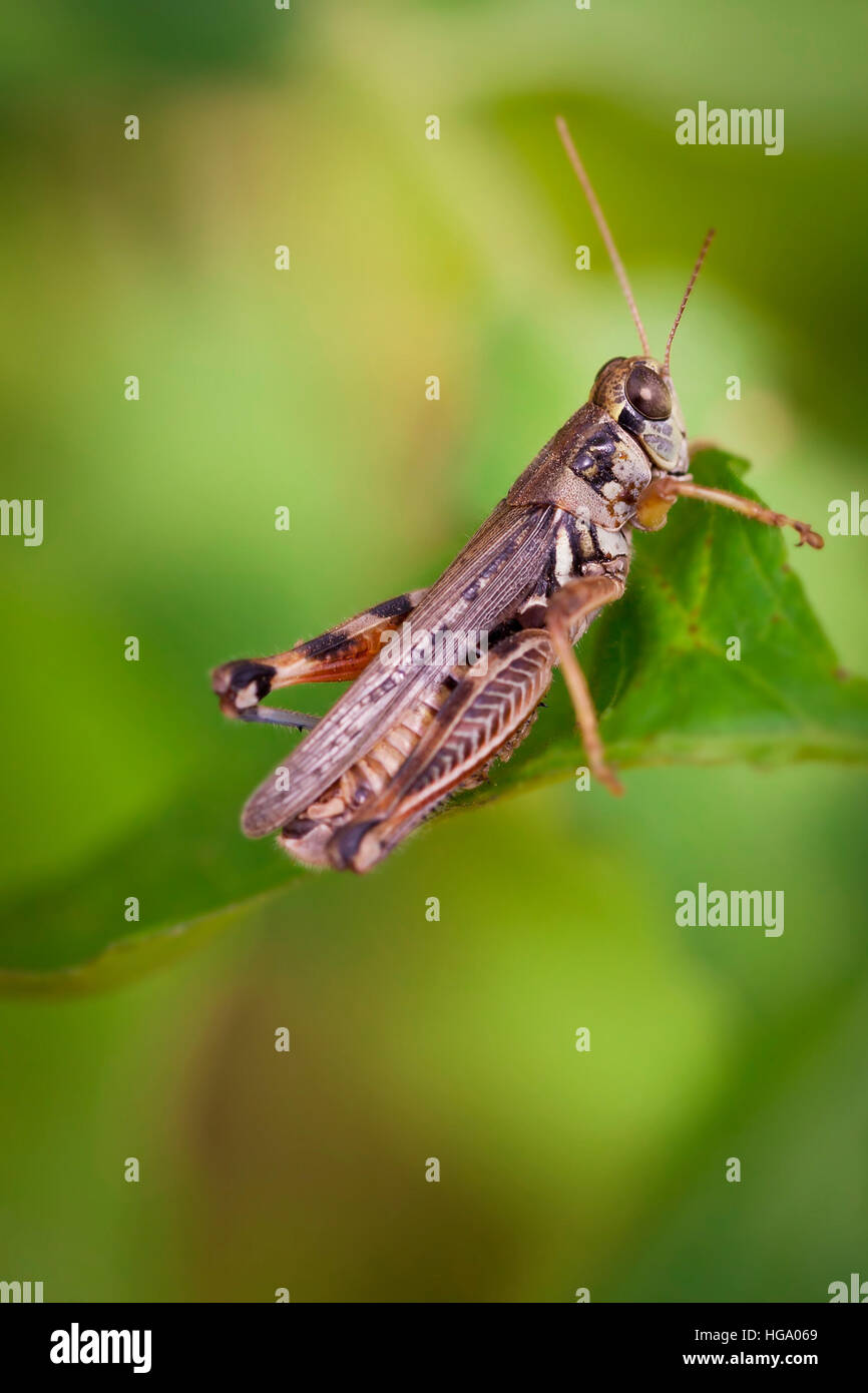 Grasshopper with shallow depth of field. Focus in on eye Stock Photo ...