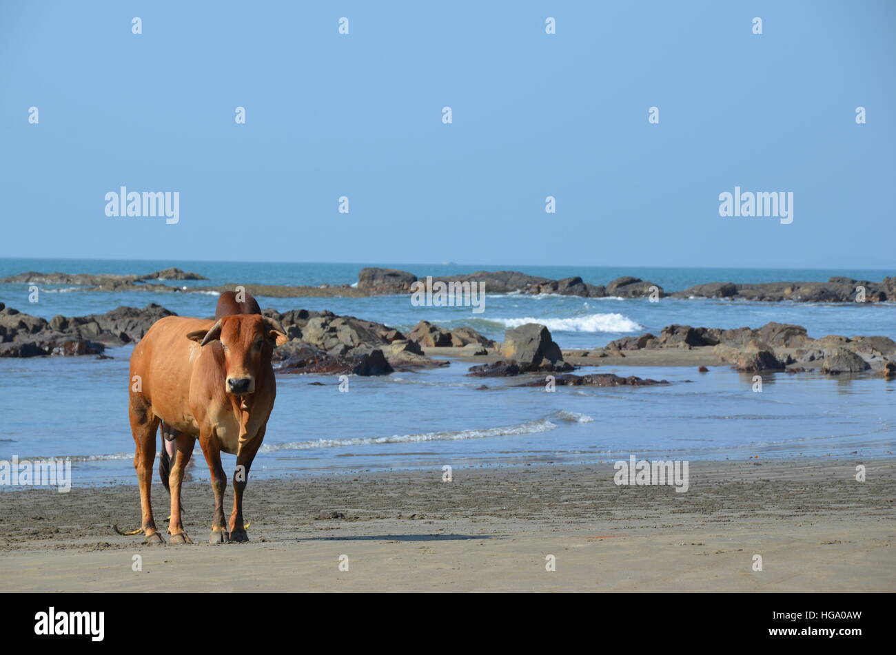 Cow goa hi-res stock photography and images - Alamy