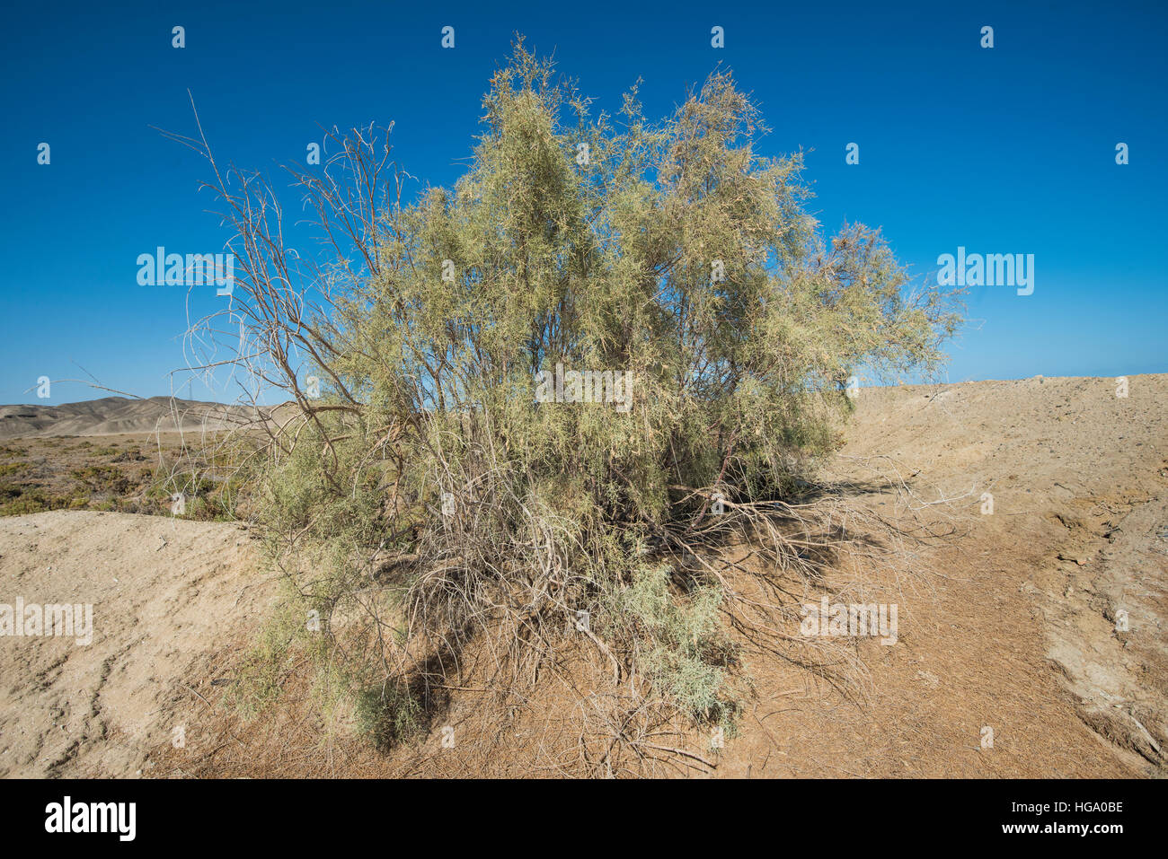Desert bush vegetation on sand dunes in arid remote landscape ...