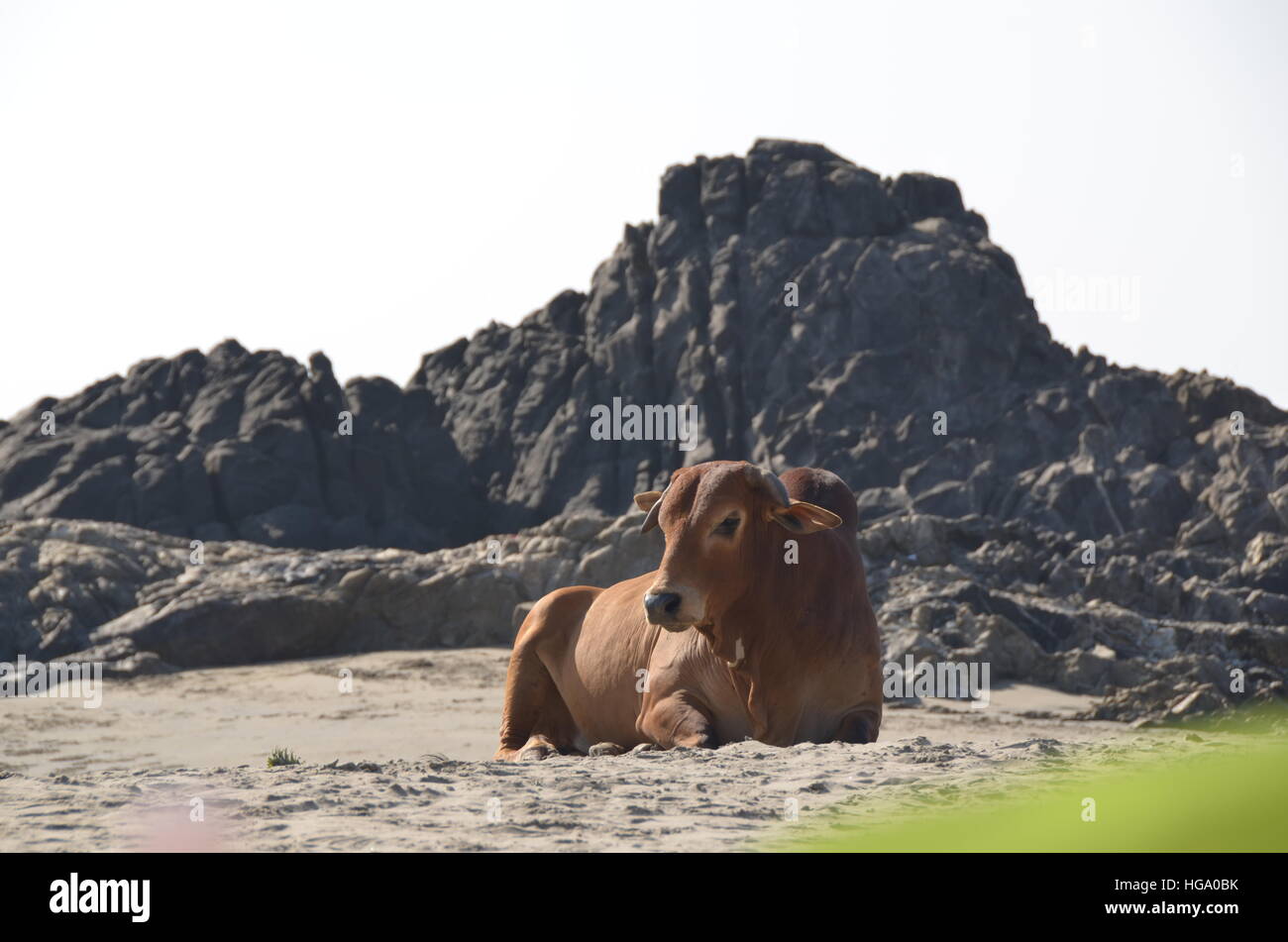 Cow goa hi-res stock photography and images - Alamy