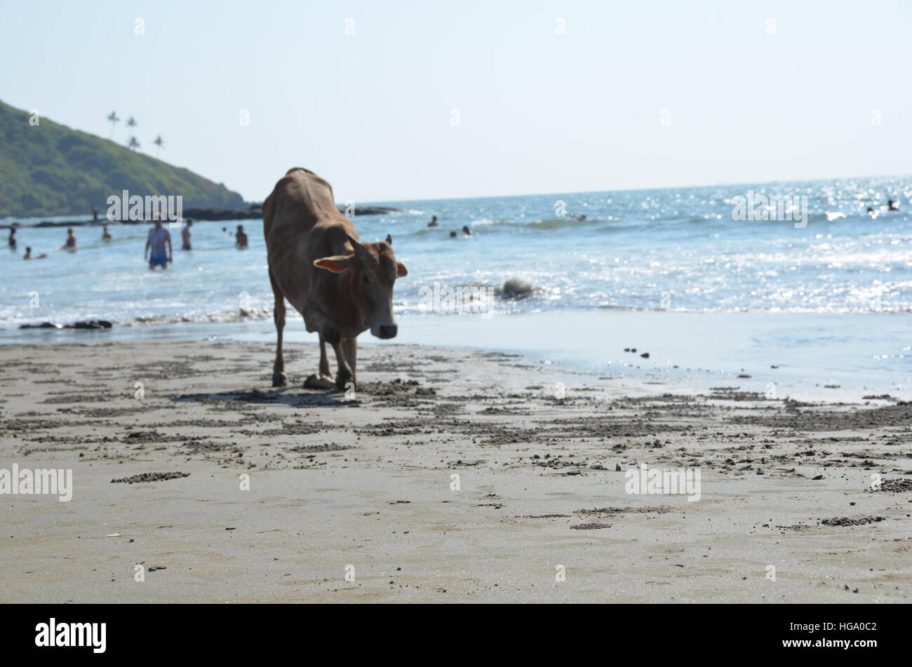 India Goa beach cow Stock Photo - Alamy