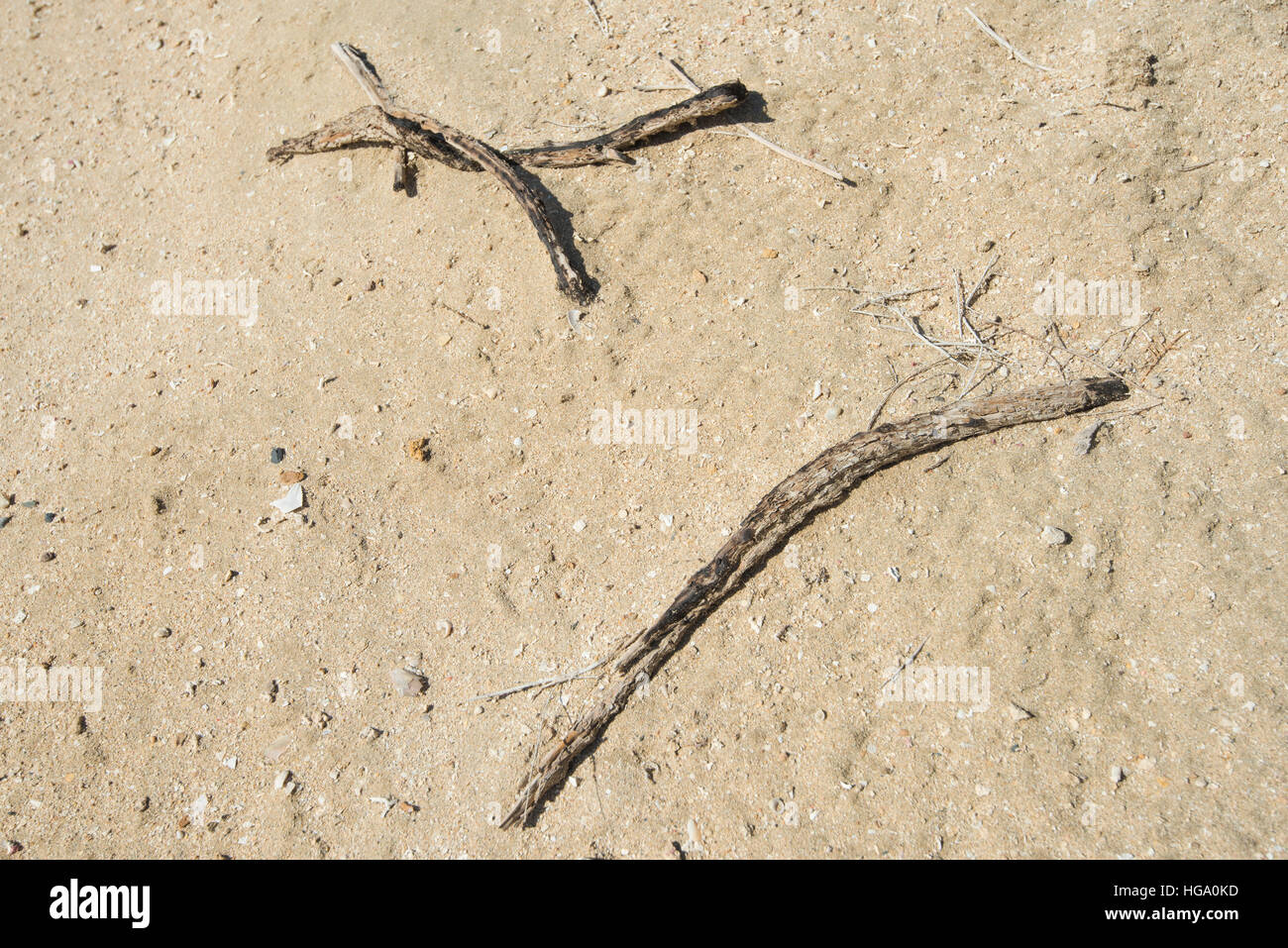 Two dead twig sticks on desert sand creating abstract background ...
