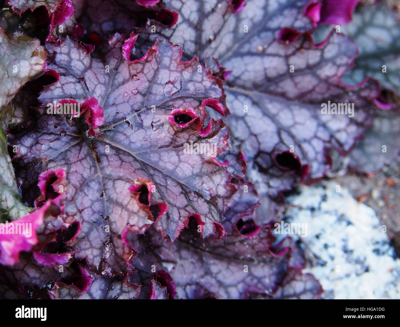 Heucherella 'Can Can' - foamy bells Stock Photo - Alamy