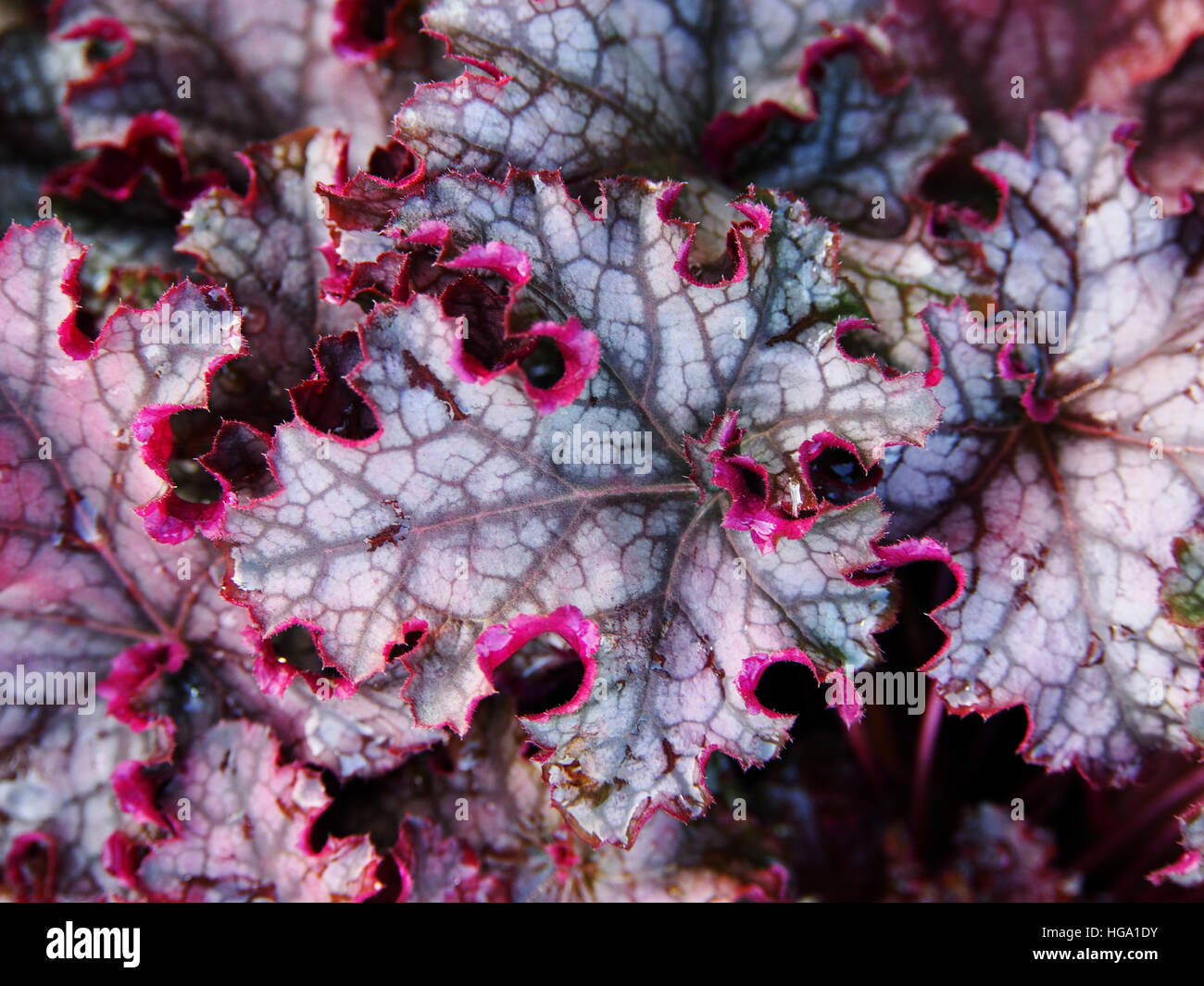 Heucherella 'Can Can' - foamy bells Stock Photo - Alamy