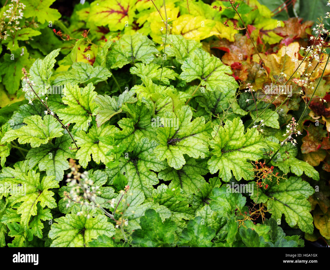 Heucherella 'Kimono' - foamy bells Stock Photo - Alamy