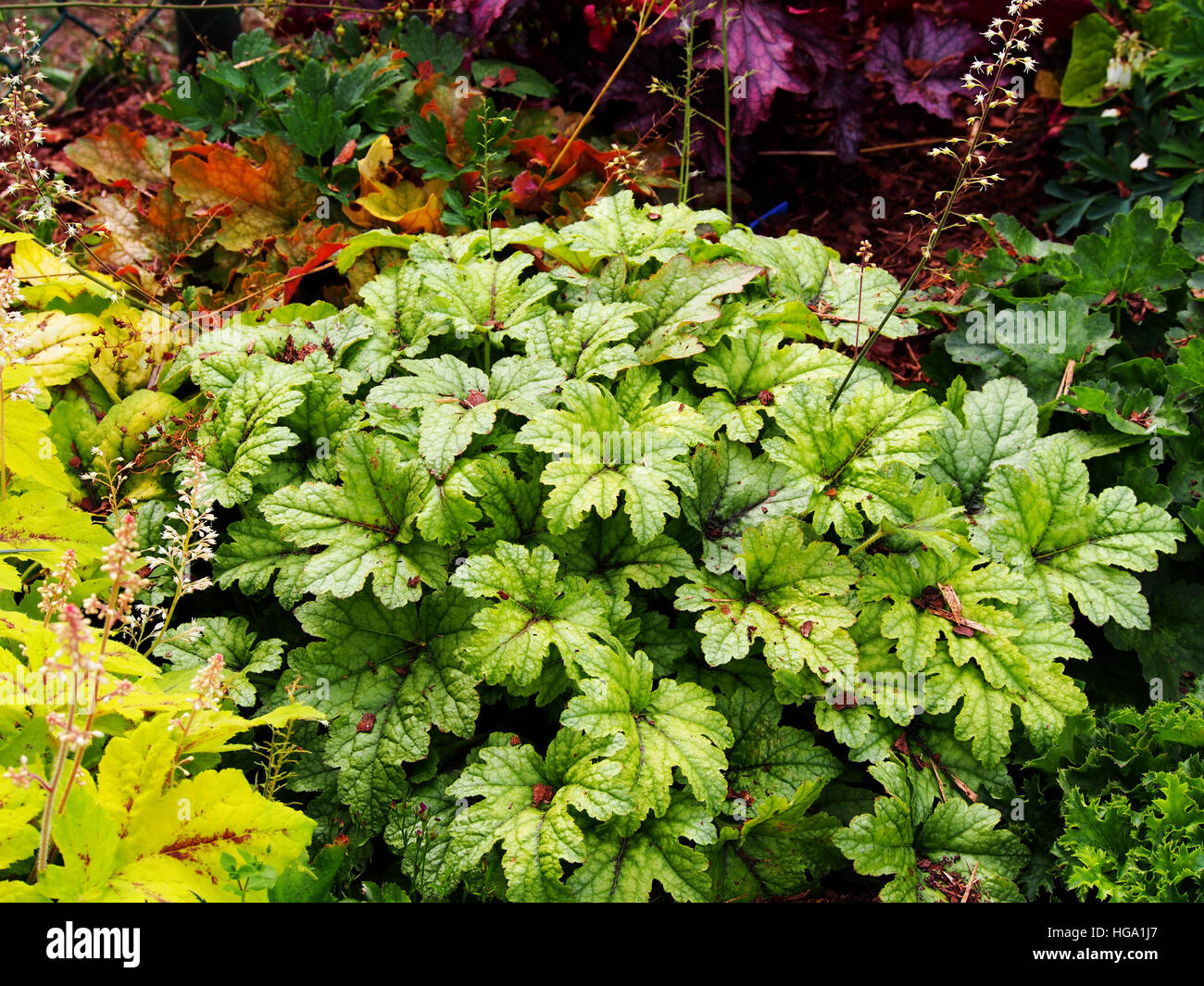 Garden with heucherella hi-res stock photography and images - Alamy