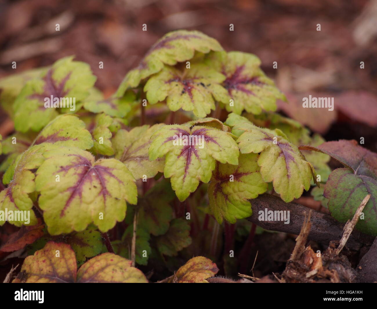 Heucherella 'Stoplight' - foamy bells Stock Photo - Alamy