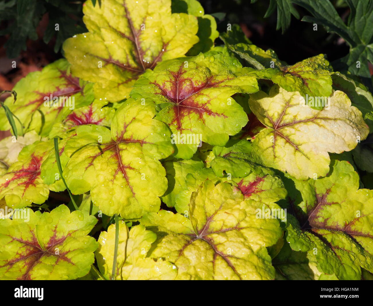 Foamy bells plant hi-res stock photography and images - Alamy