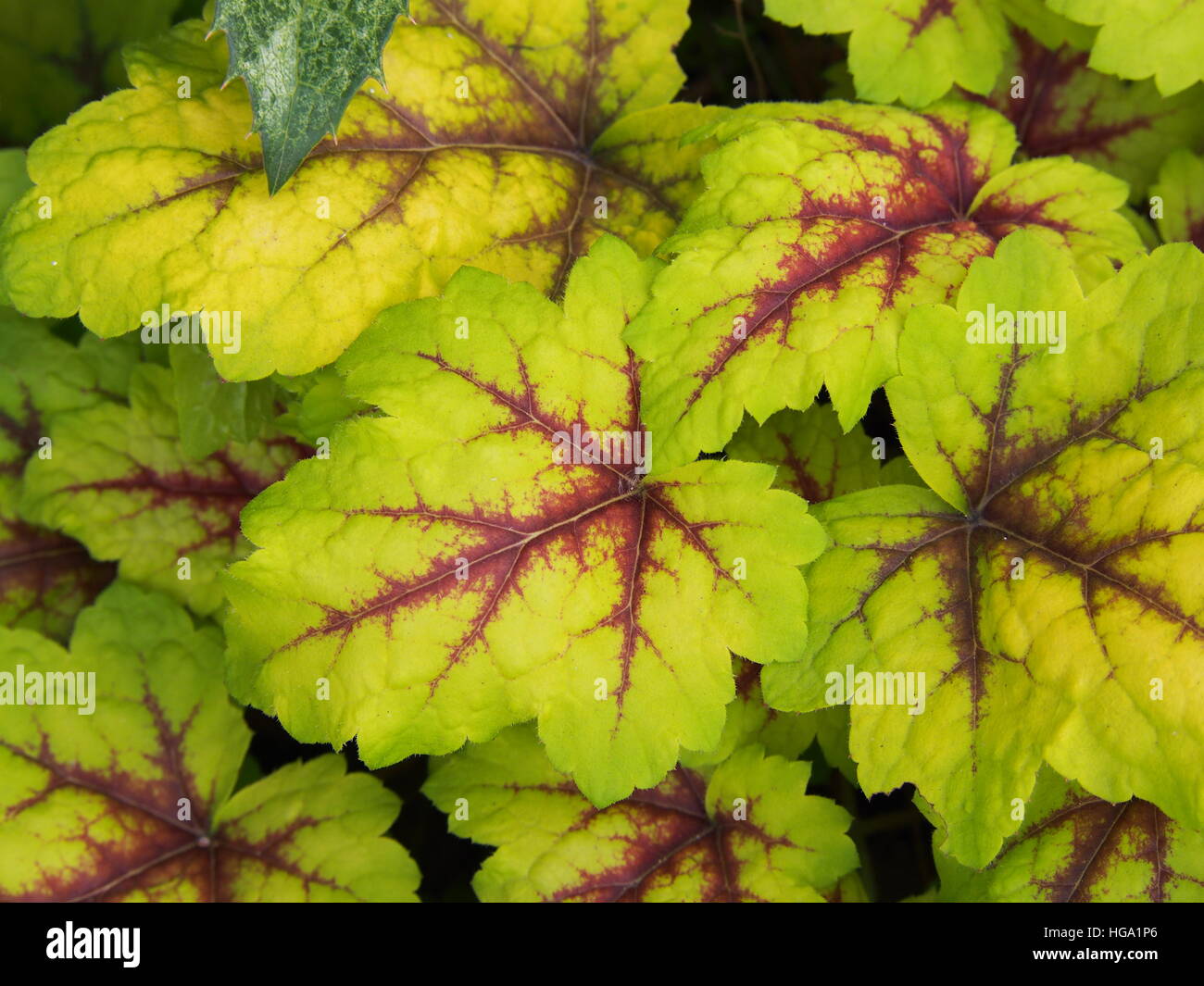 Foamy bells plant hi-res stock photography and images - Alamy