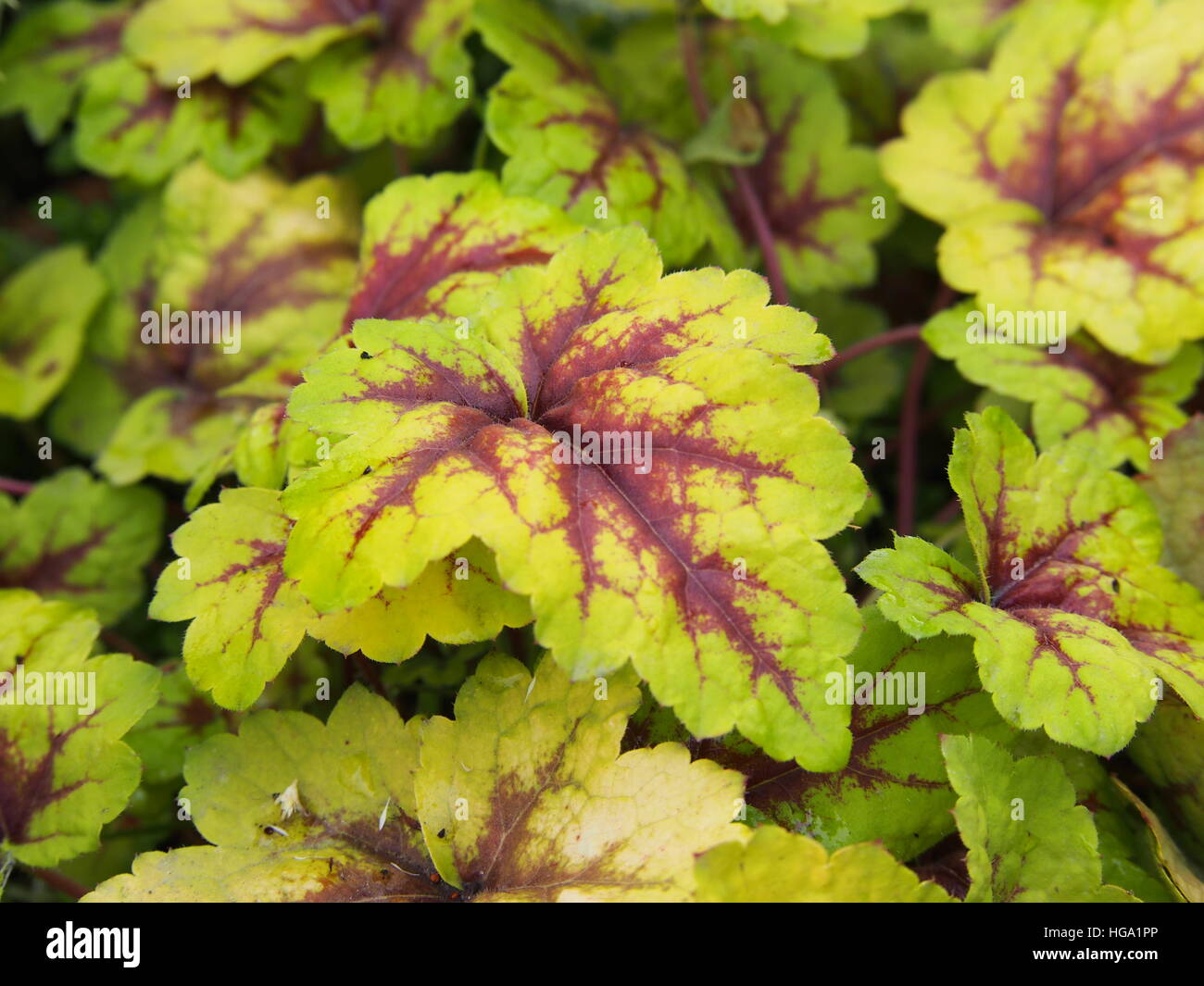 Heucherella 'Stoplight' - foamy bells Stock Photo - Alamy