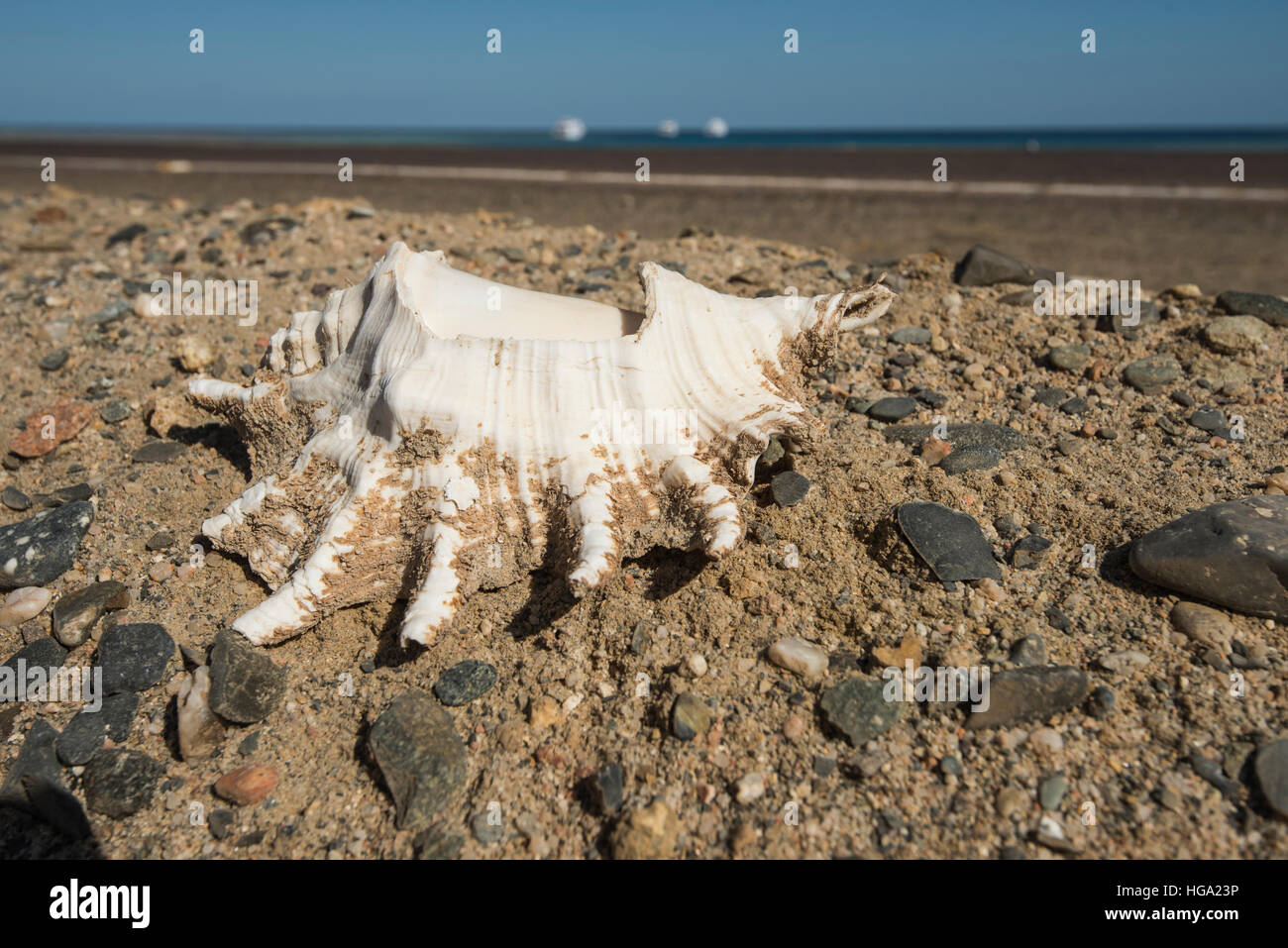 Closeup detail of a dead conch seashell by side of road with tropical ...