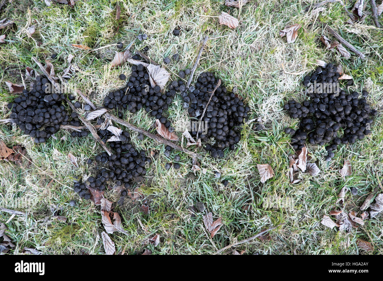 Sheep poo droppings on grass field in winter Carmarthenshire Wales UK ...