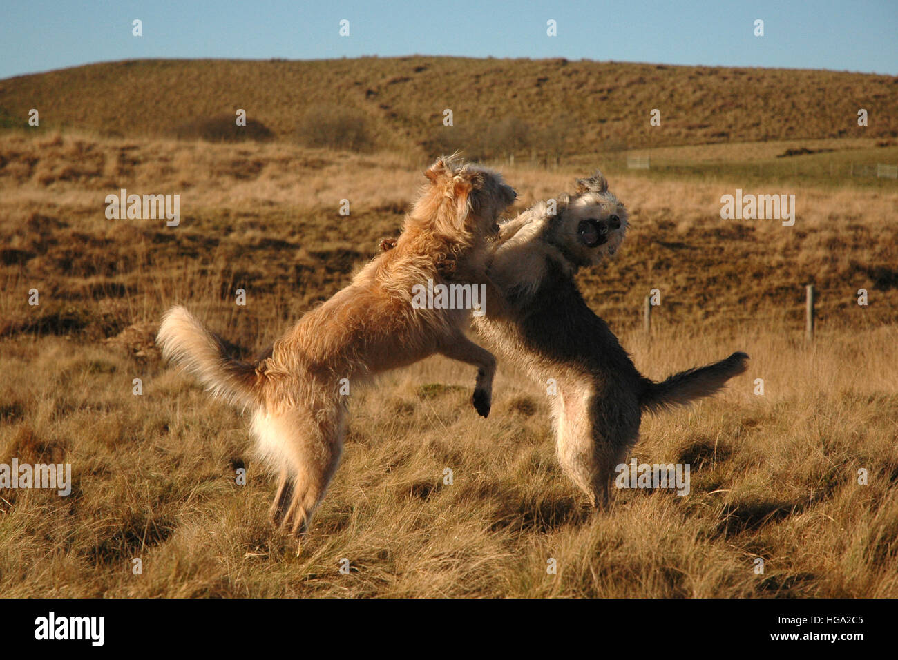 Scruffy dogs hi-res stock photography and images - Alamy