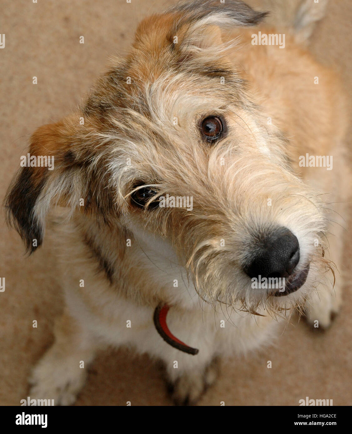 Dog looking up at camera hi-res stock photography and images - Alamy