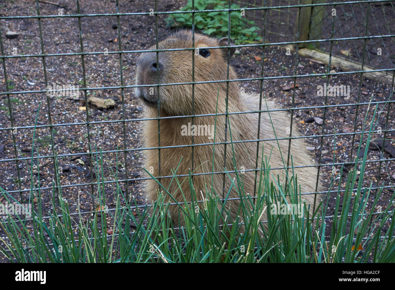 Capybara in captivity hi-res stock photography and images - Alamy
