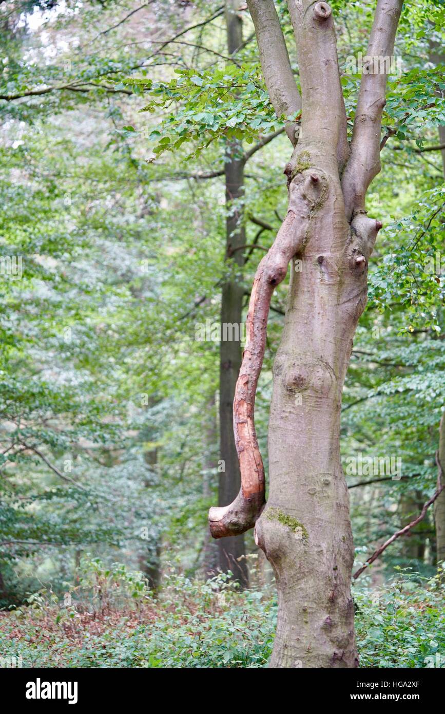 tree which seems to have a trunk Stock Photo - Alamy