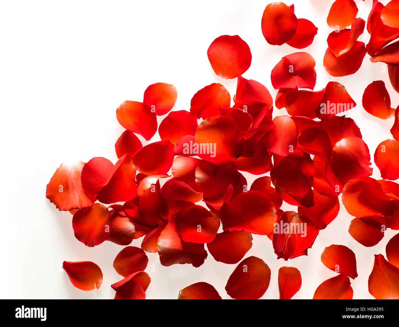 Random rose petals against white background. Great for presentations ...