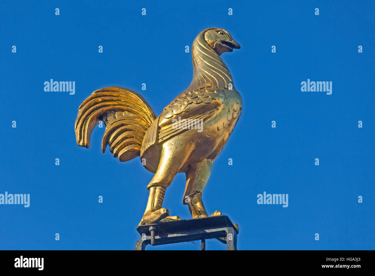 Golden cockerel hi-res stock photography and images - Alamy