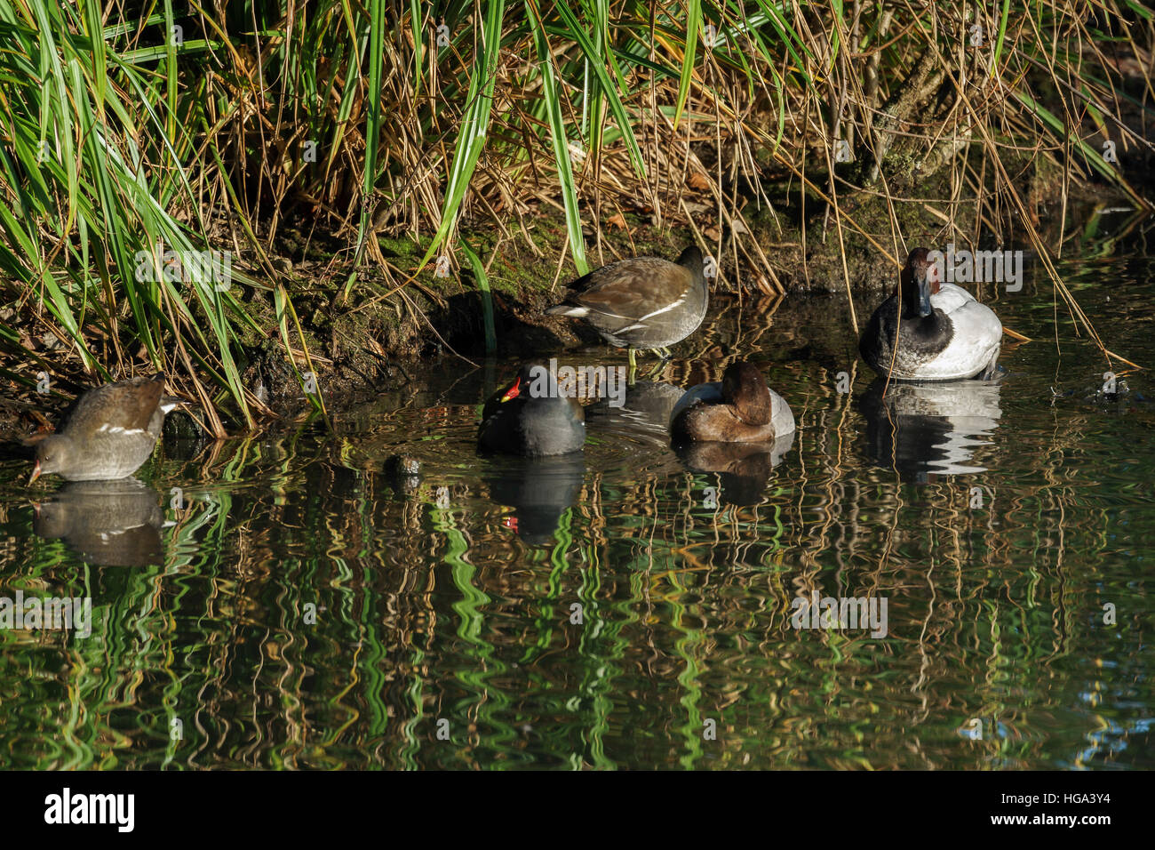 Assorted Waterfowl at the London Wetland Centre Stock Photo - Alamy