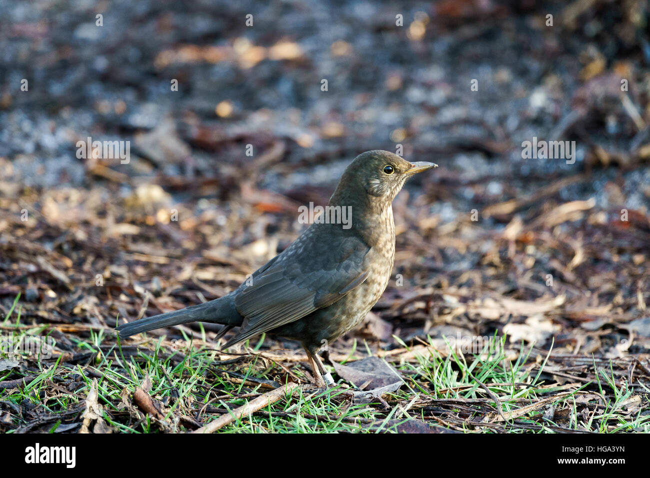 Female Blackbird (Turdus merula) on the Ground Stock Photo - Alamy