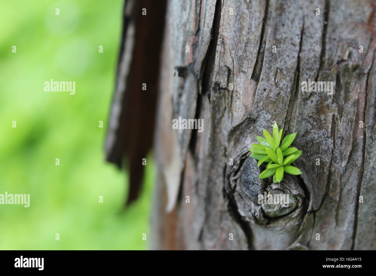 Growing From Bark High Resolution Stock Photography and Images - Alamy