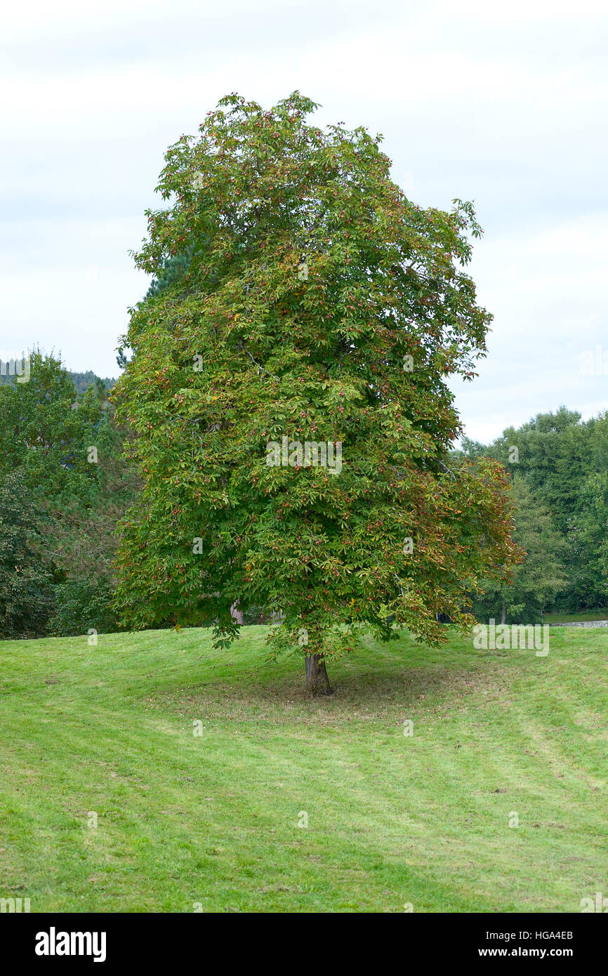 Chestnut tree green hi-res stock photography and images - Alamy
