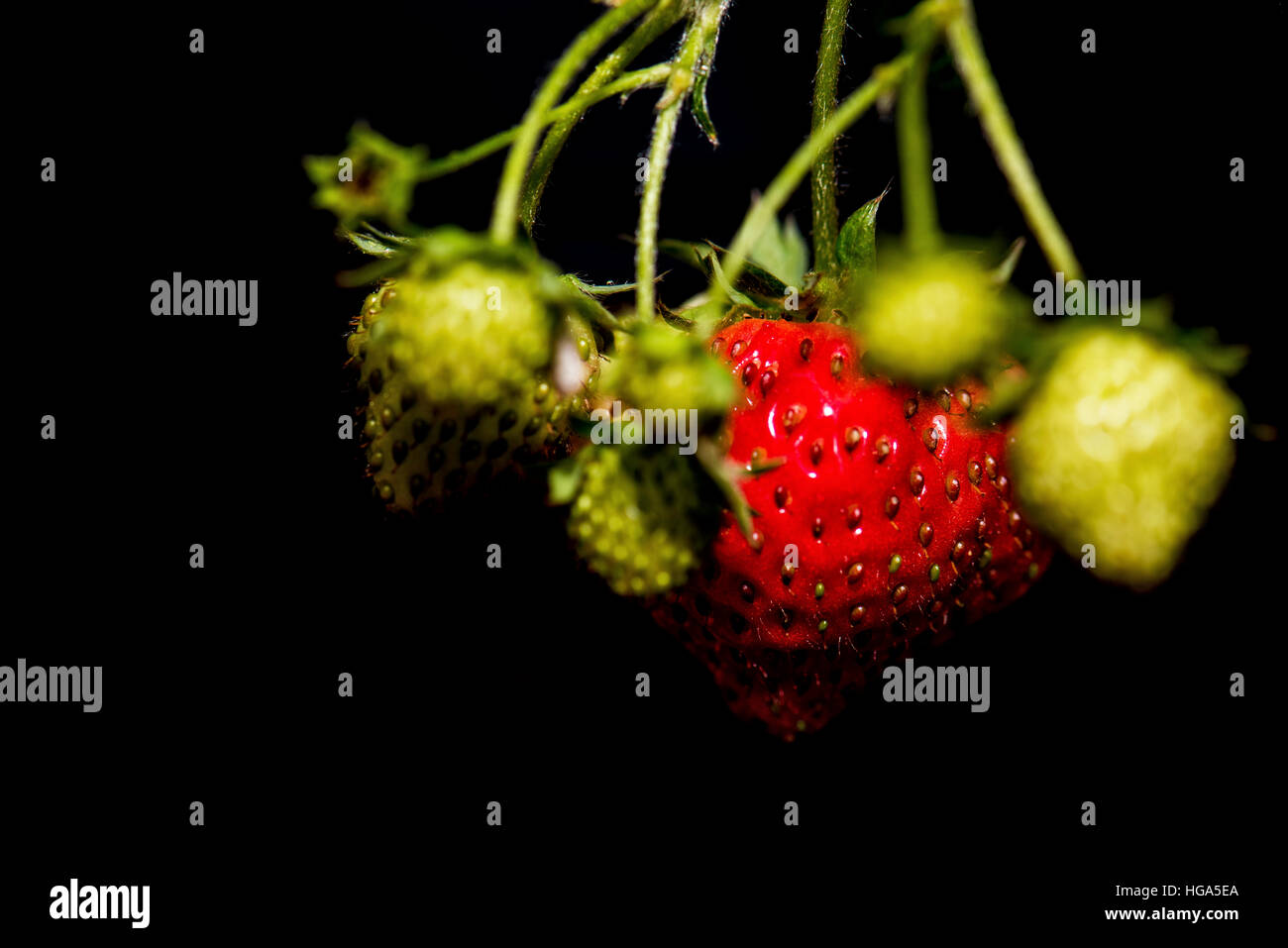 Strawberries on the vine hi-res stock photography and images - Alamy