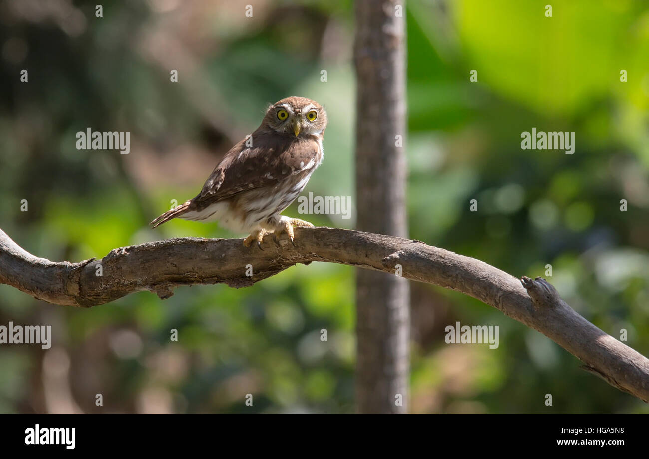 Ferruginous Pygmy-Owl (Aegolius ridgwayi Stock Photo - Alamy