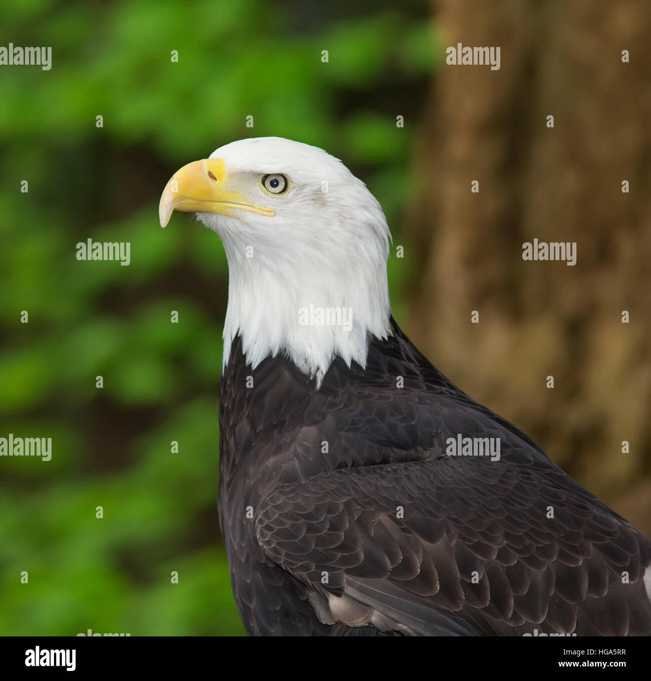 Head shot bald eagle hi-res stock photography and images - Alamy