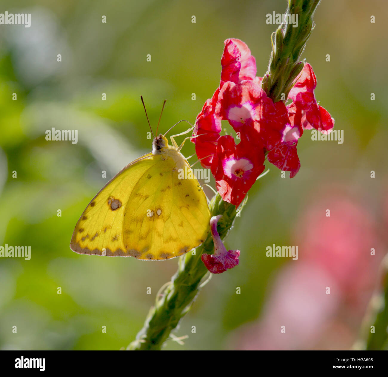Cloudless Sulfur Butterfly Stock Photo - Alamy