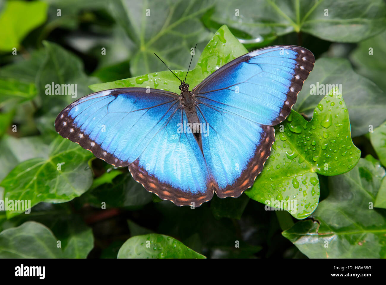 Blue morpho butterfly costa rica hi-res stock photography and images ...