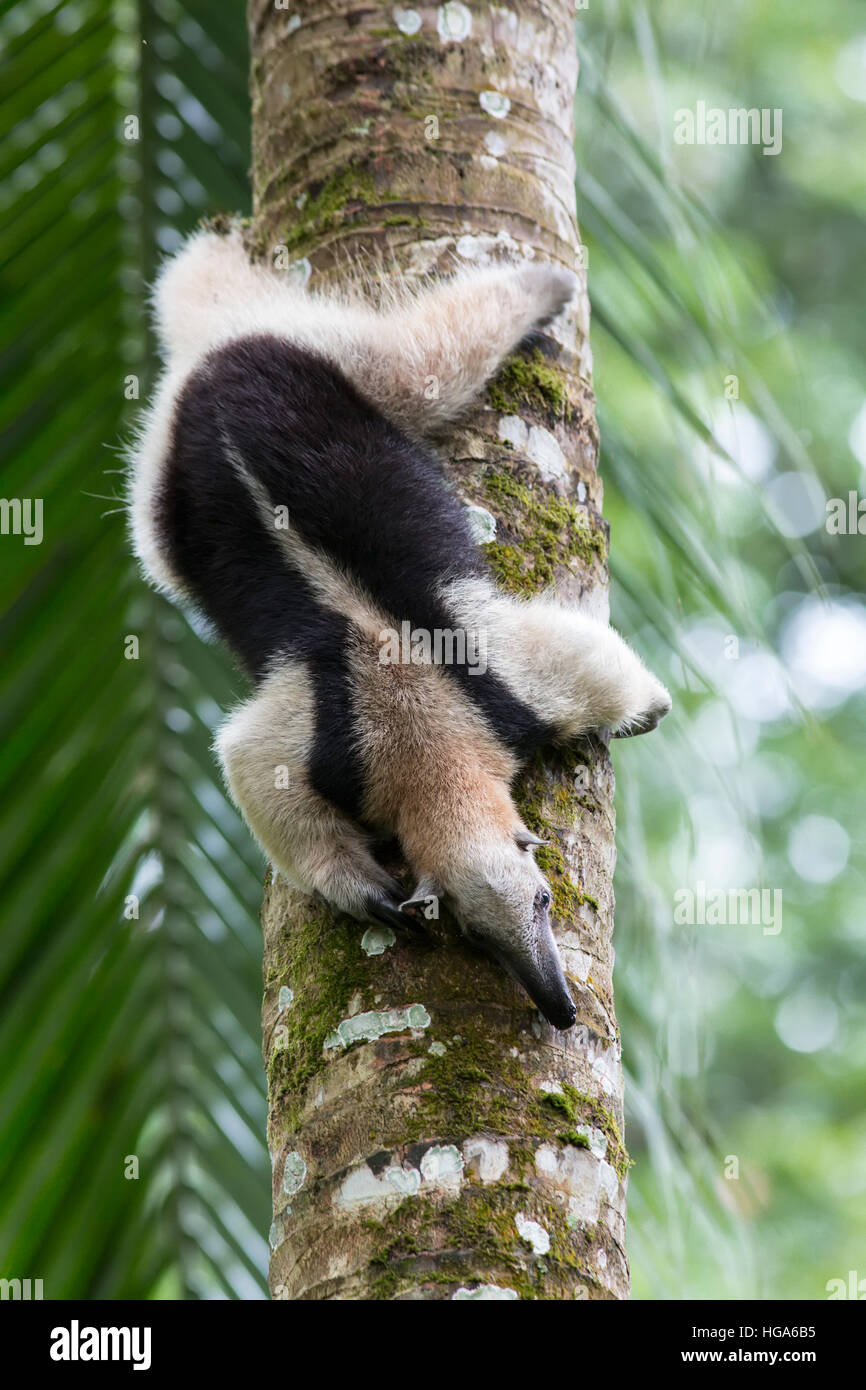 Northern Tamandua Anteater Stock Photo - Alamy