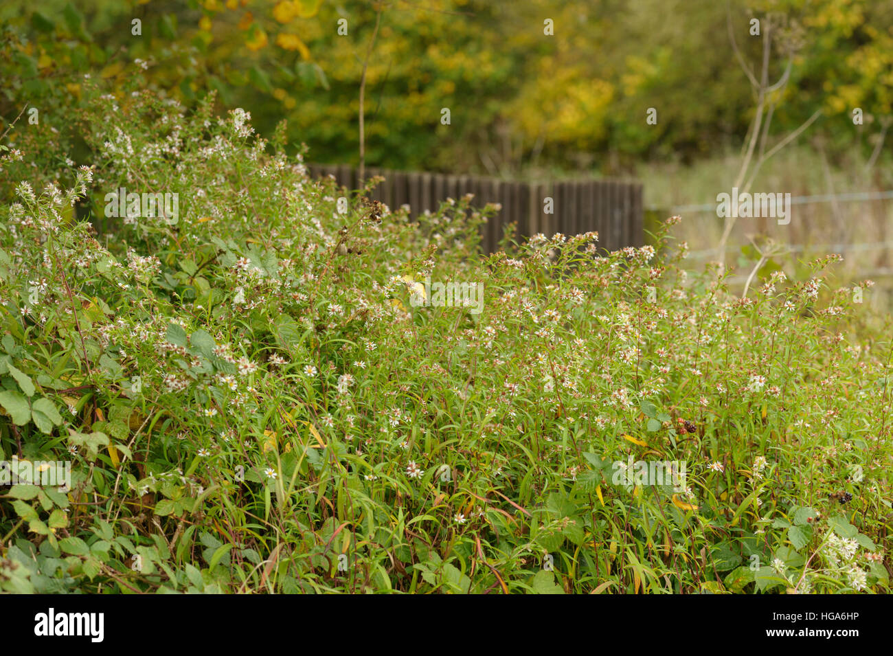 Roadside Weeds Stock Photos & Roadside Weeds Stock Images - Alamy