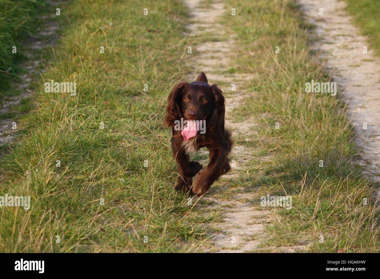 Chocolate working type cocker spaniel puppy dog pet running Stock Photo ...