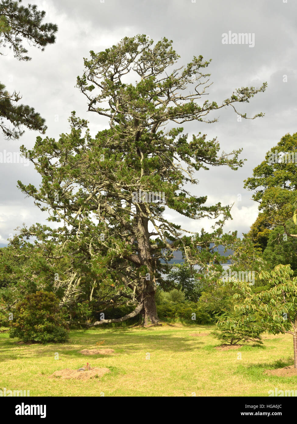 A Lichen-covered Old Pine Tree at Bantry House Stock Photo - Alamy