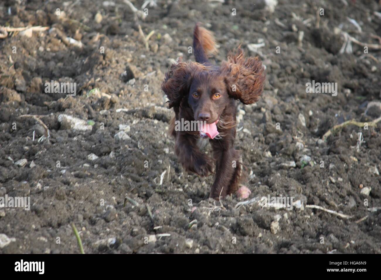 Handsome chocolate working type cocker spaniel puppy dog Stock Photo ...