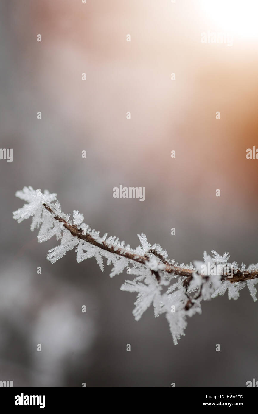Close up image of a frozen tree branch Stock Photo - Alamy