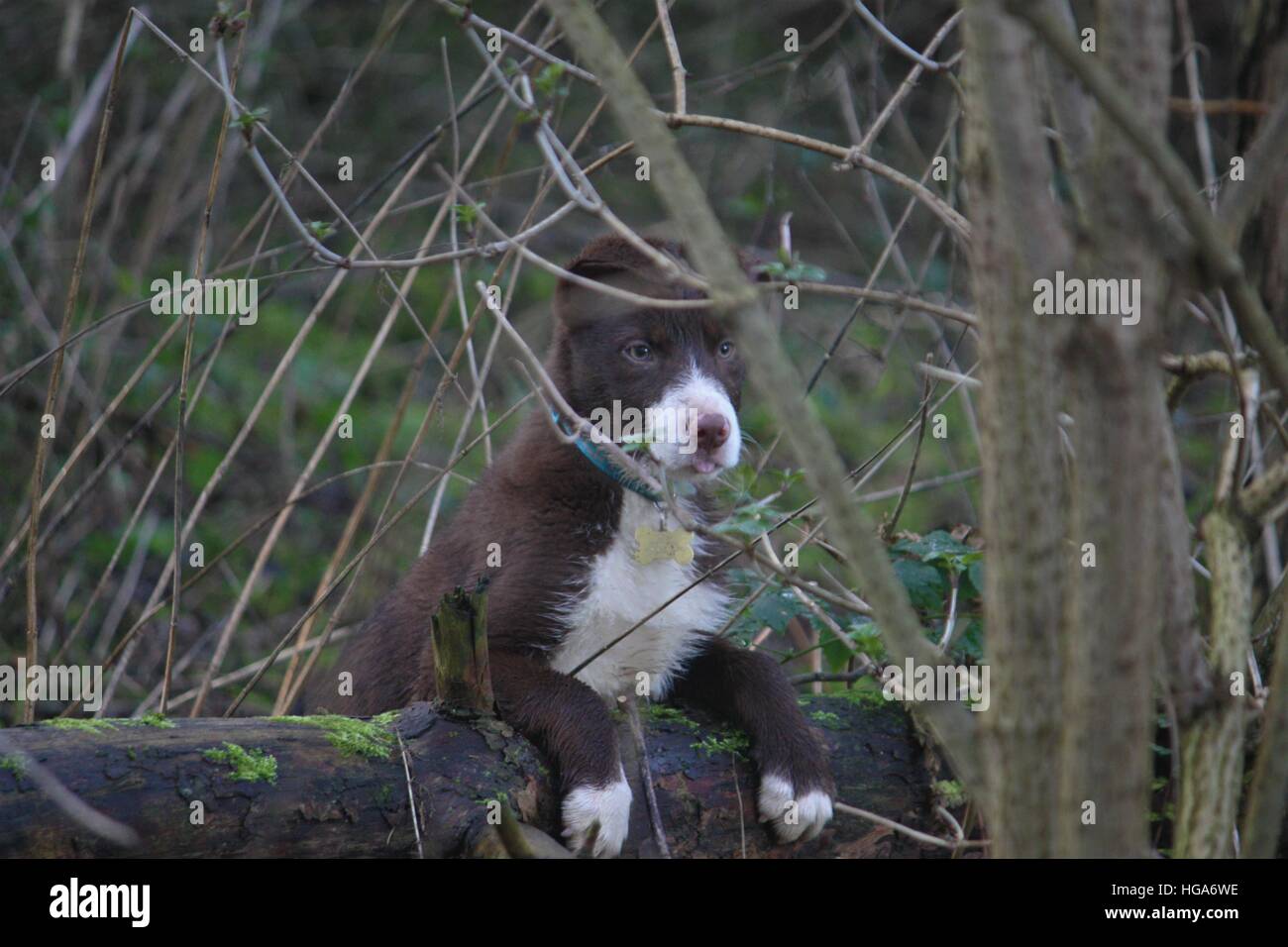 Smooth Coated Collie High Resolution Stock Photography and Images - Alamy