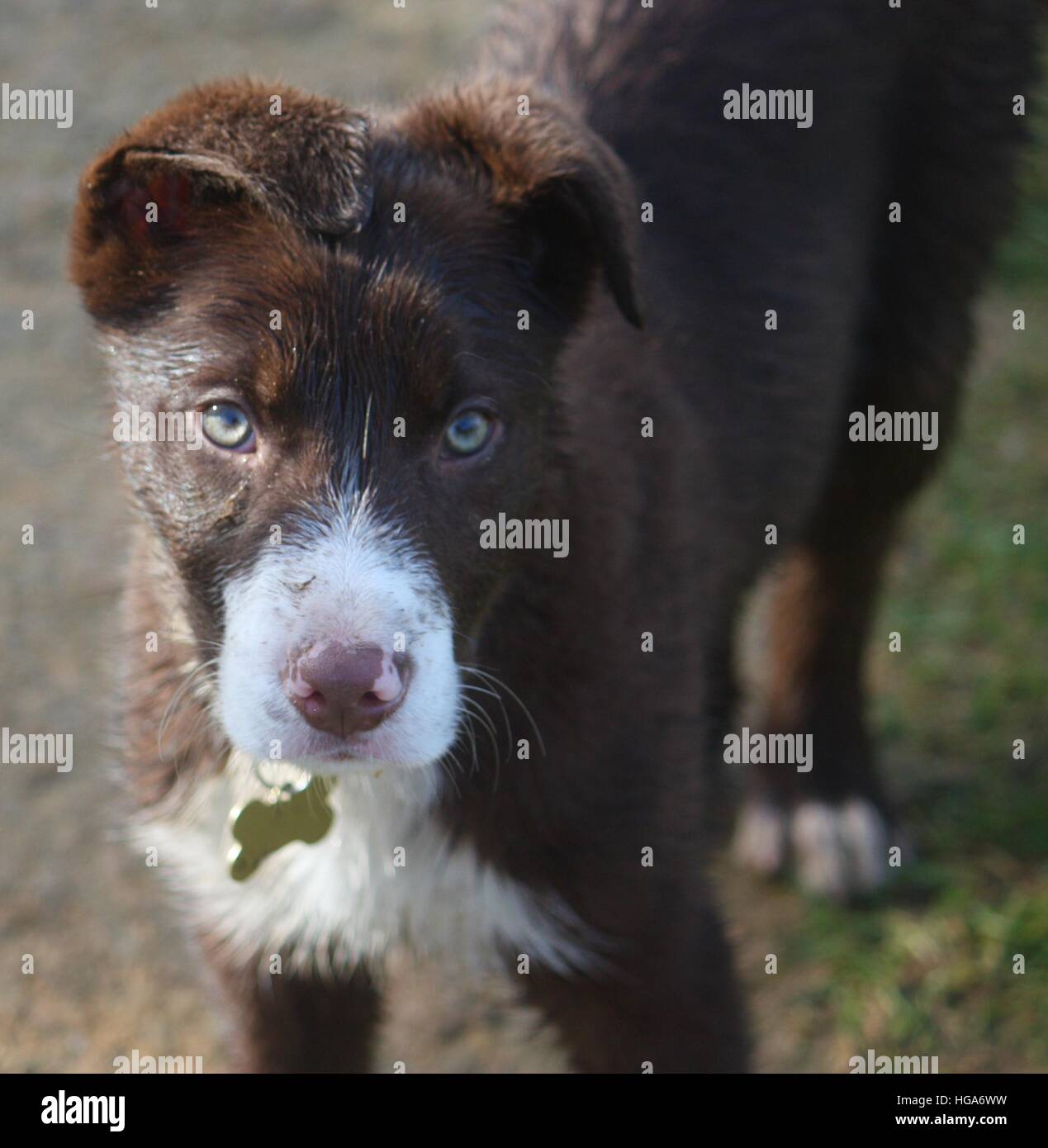 Cute smooth coated red and white border collie puppy dog pet Stock ...